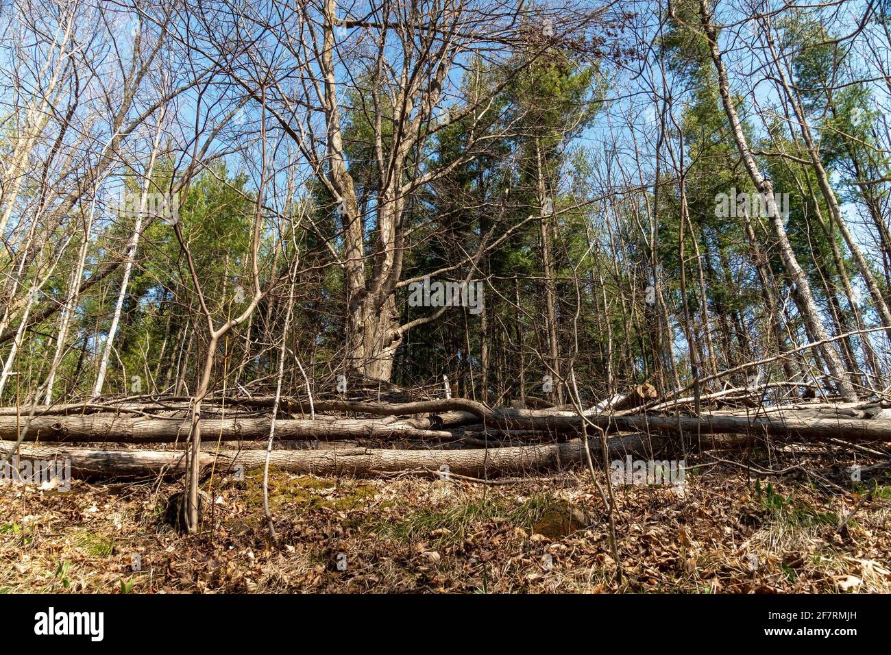 Fallen dry branches hi-res stock photography and images - Alamy