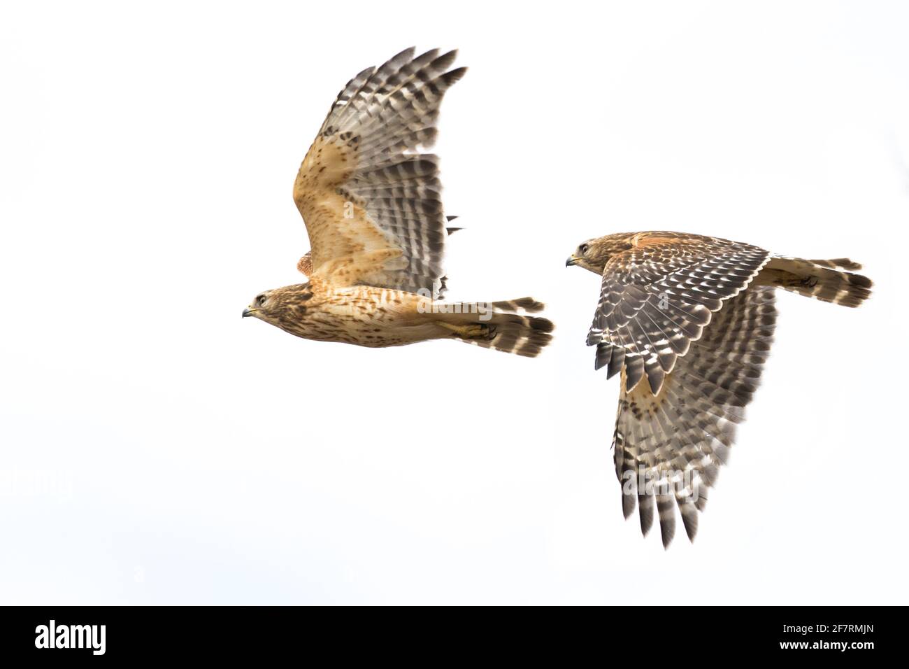 Red shouldered hawk wingspan Cut Out Stock Images & Pictures - Alamy