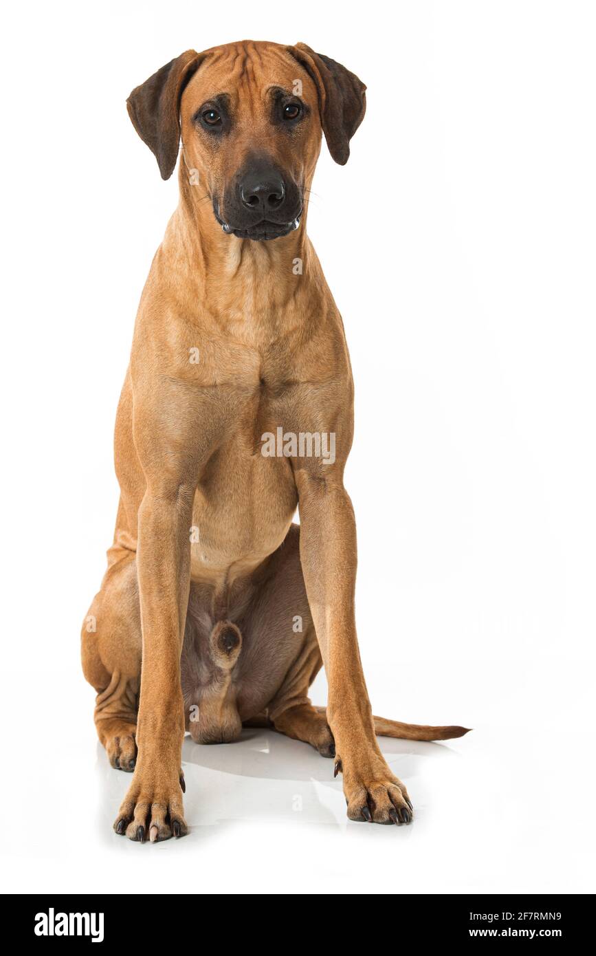 Rhodesian ridgeback dog on white background Stock Photo - Alamy