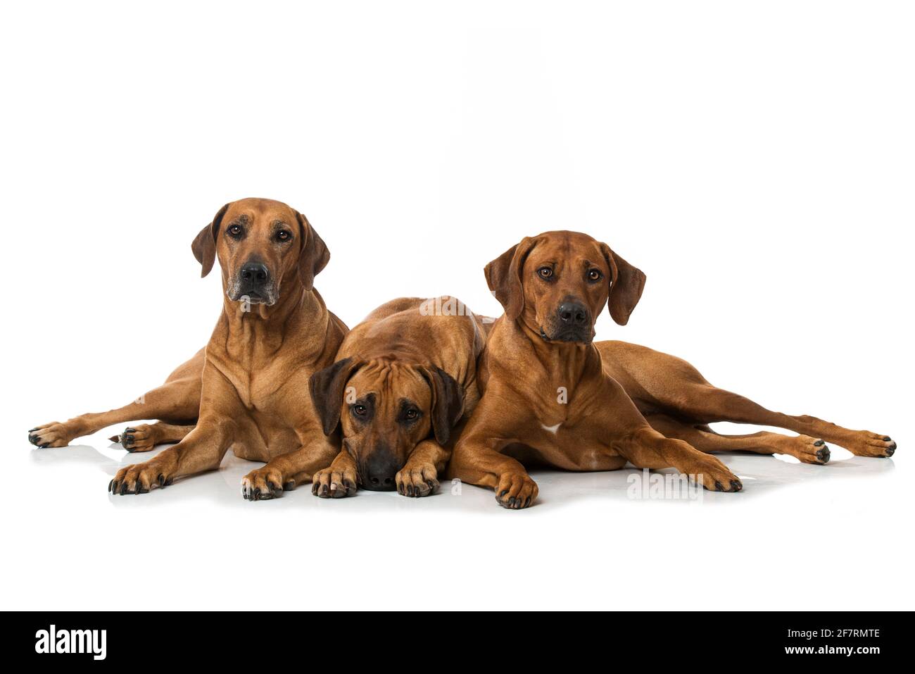 Three rhodesian ridgeback dog on white background Stock Photo - Alamy