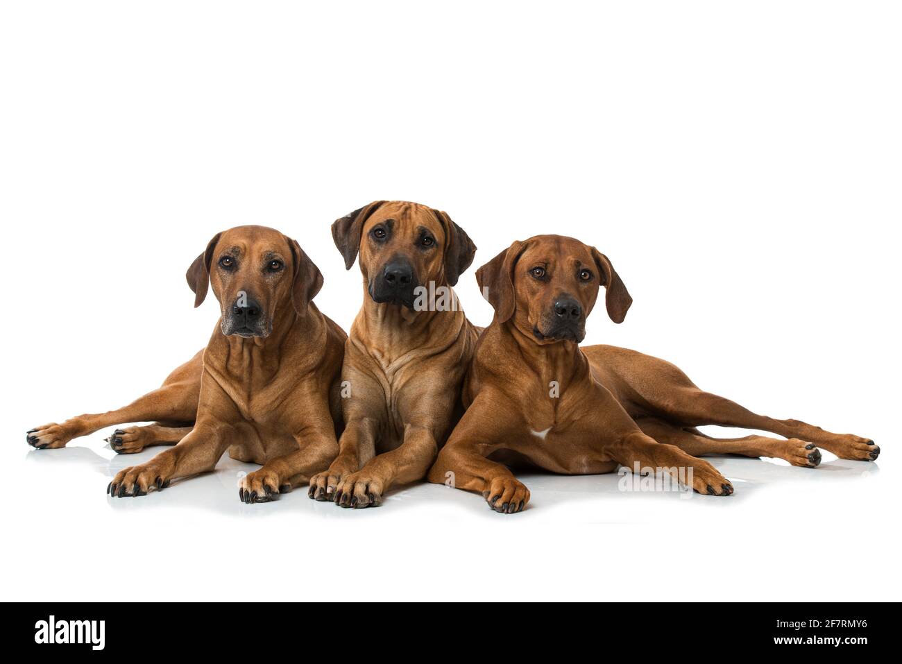 Three rhodesian ridgeback dog on white background Stock Photo - Alamy