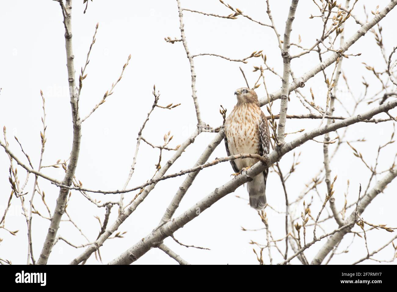 Red wing hawk snake hi-res stock photography and images - Alamy