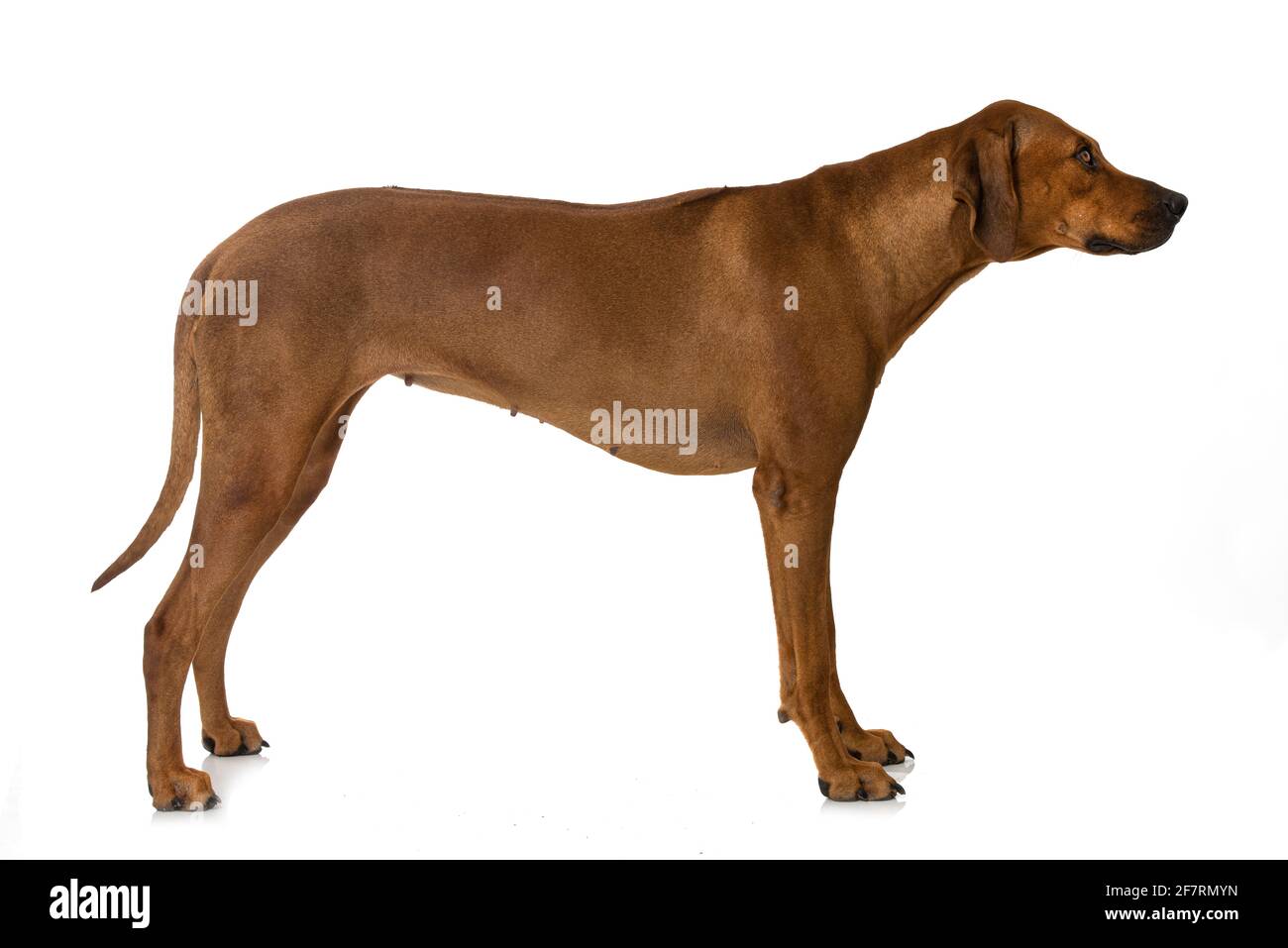 Rhodesian ridgeback dog on white background Stock Photo - Alamy