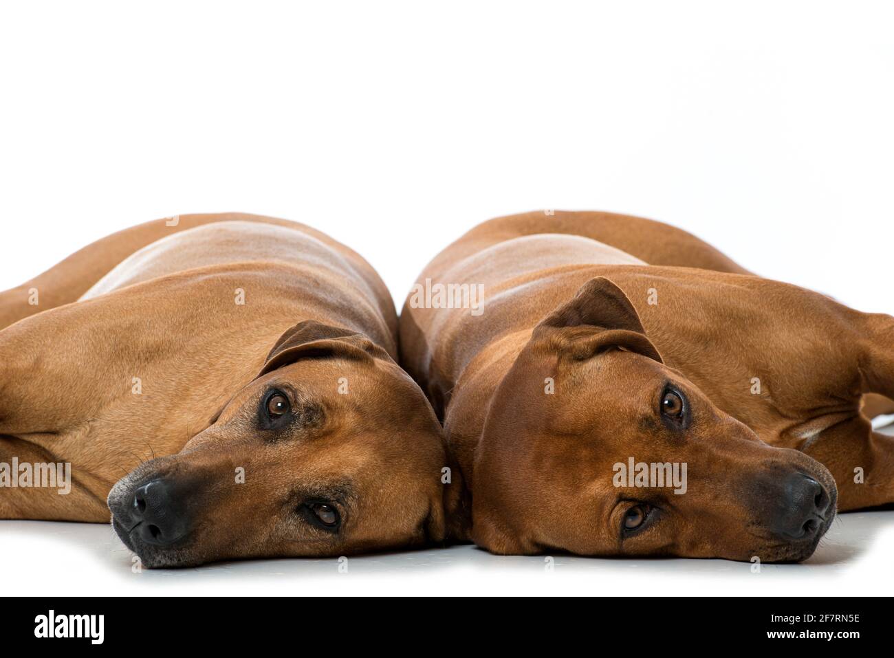 Two rhodesian ridgeback dog on white background Stock Photo - Alamy