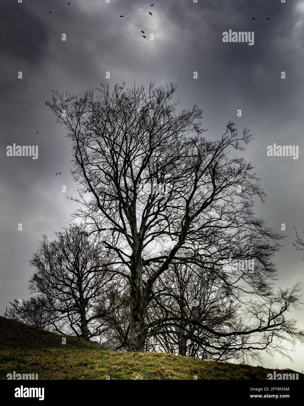 Birds over a tree in Bavaria Germany Stock Photo - Alamy