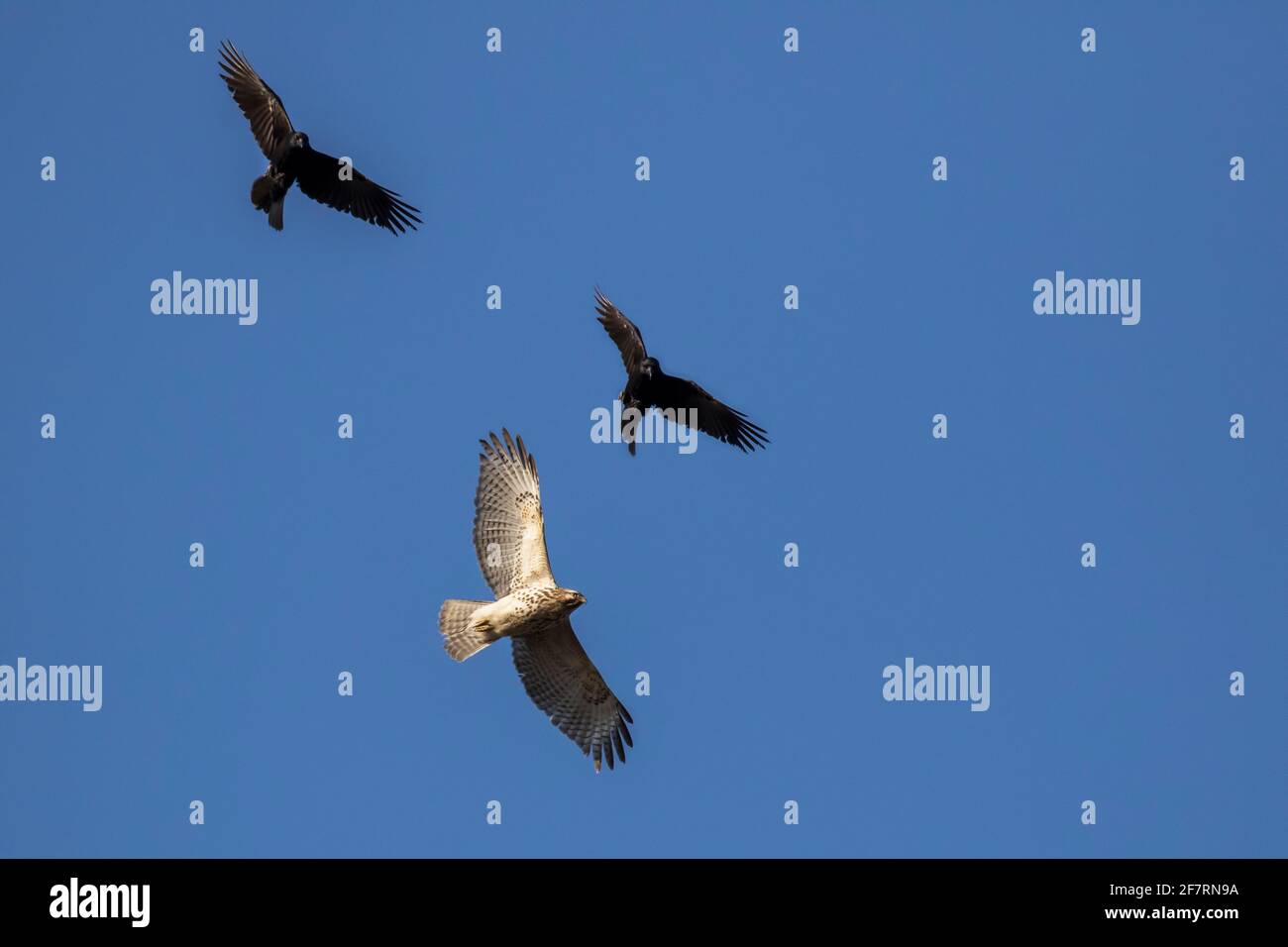 Crows vs red shouldered hawk (Buteo lineatus Stock Photo - Alamy