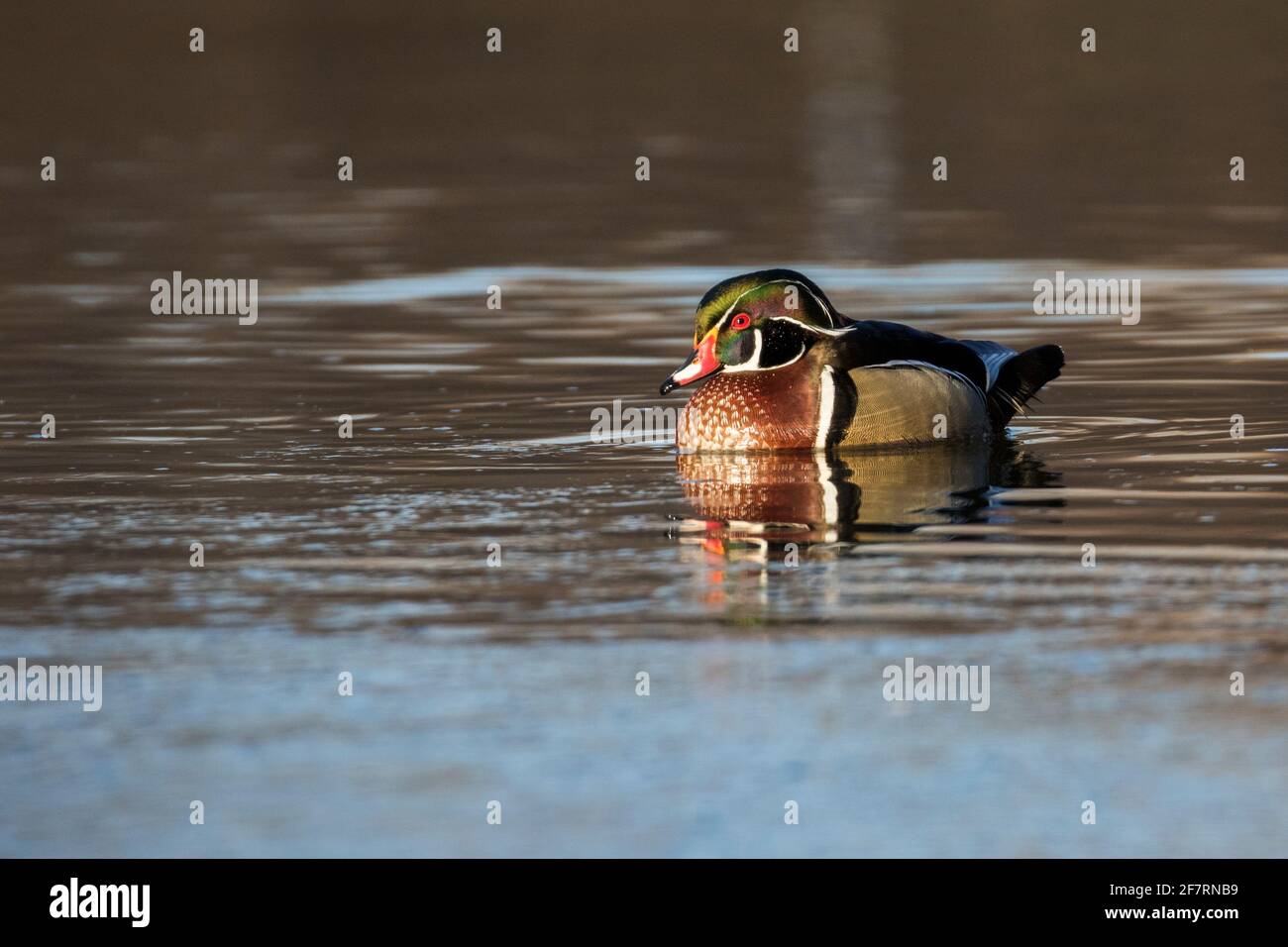 wood duck or Carolina duck (Aix sponsa) in spring Stock Photo - Alamy