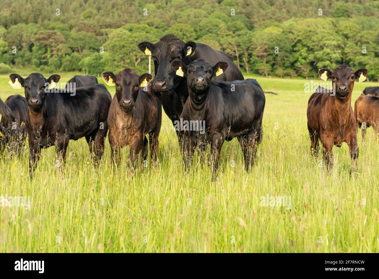 Farming Ireland cows and herd of Kerry cattle on pasture in Killarney ...