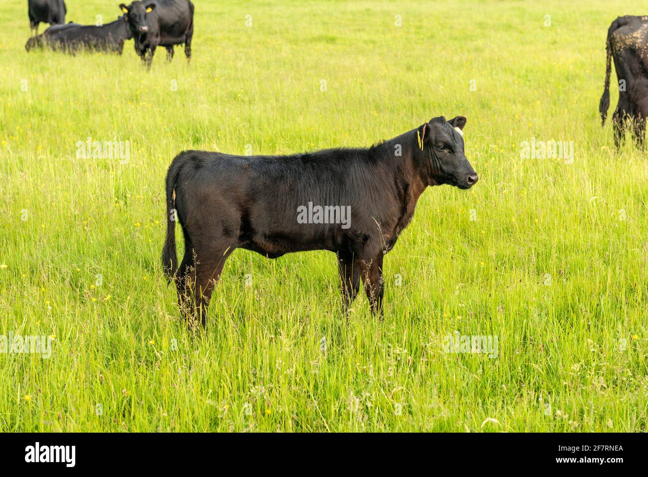 Cattle Ireland. Kerry cattle calf buffalo grazing on pasture in ...