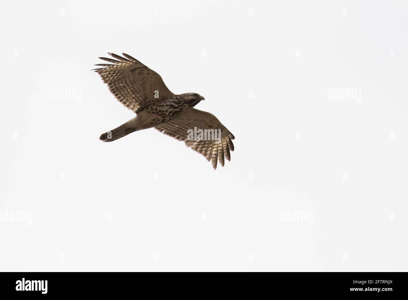 Red shouldered hawk wingspan hi-res stock photography and images - Alamy