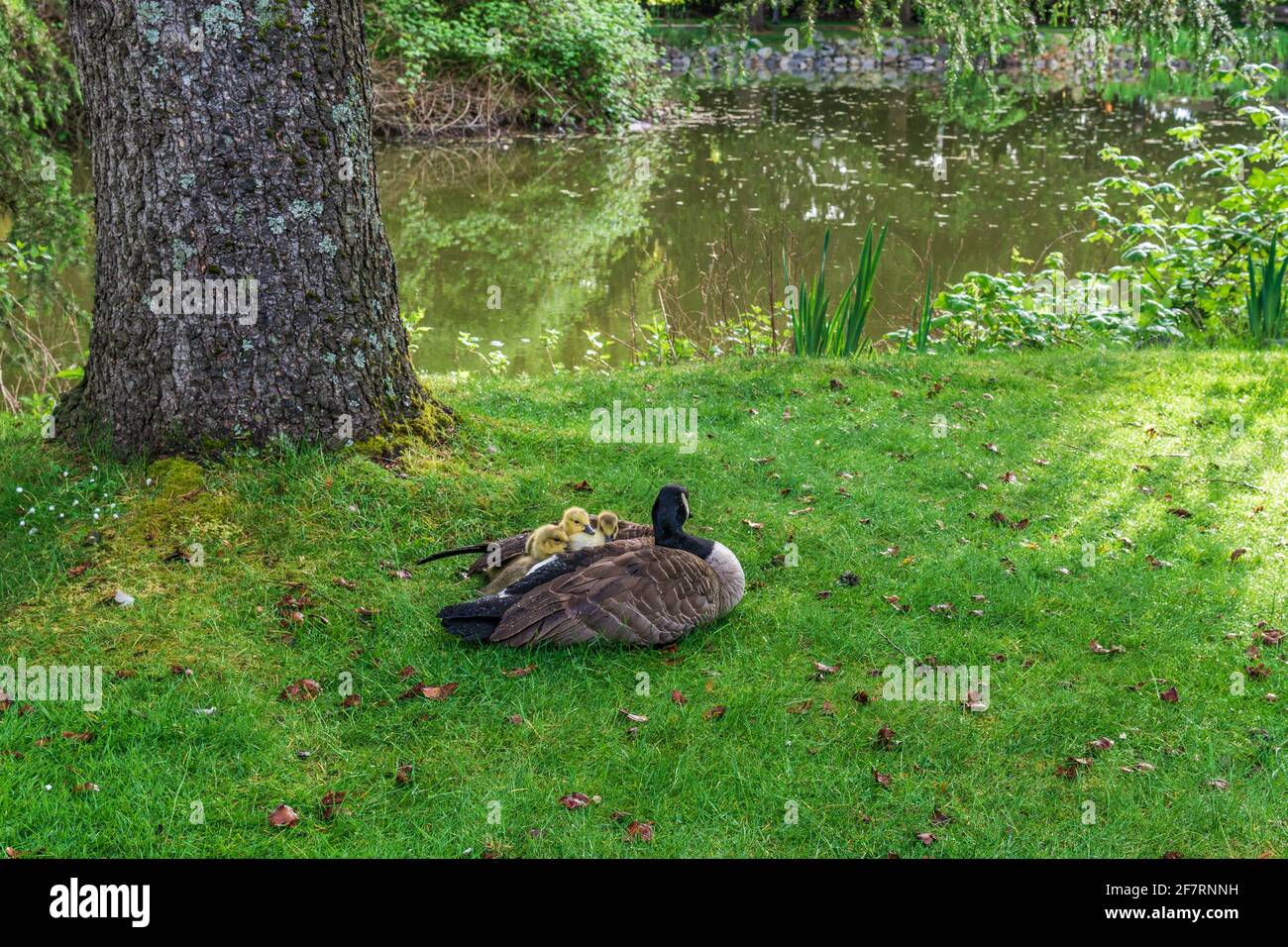 Canada goose mother goslings baby hi-res stock photography and images ...