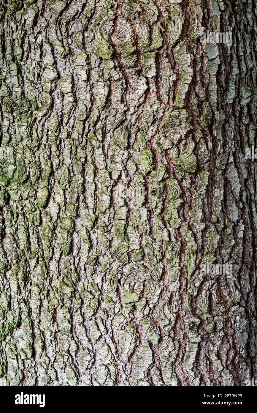 Tree bark details as a texture or background Stock Photo - Alamy
