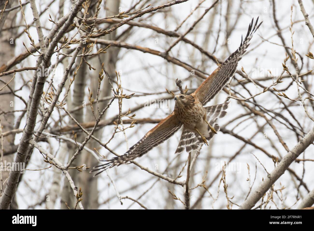 Red wing hawk snake hi-res stock photography and images - Alamy
