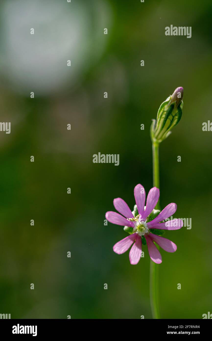 a single pink flower isolated and in bloom on a garden green background ...