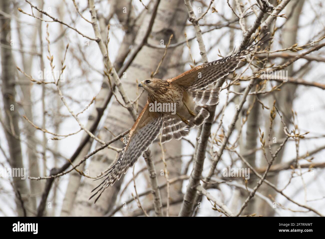 Red wing hawk snake hi-res stock photography and images - Alamy