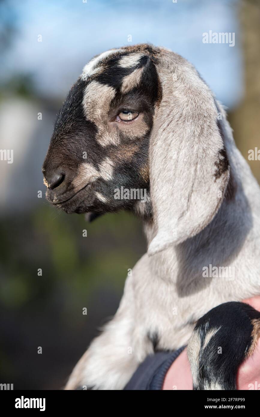 South African Boer Goat