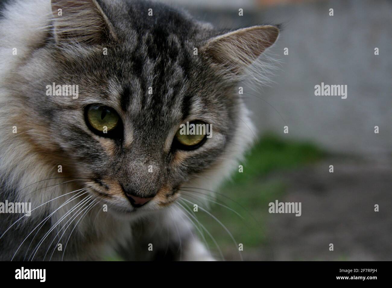 salvador, bahia / brazil - september 21, 2008: Cat is seen running free ...