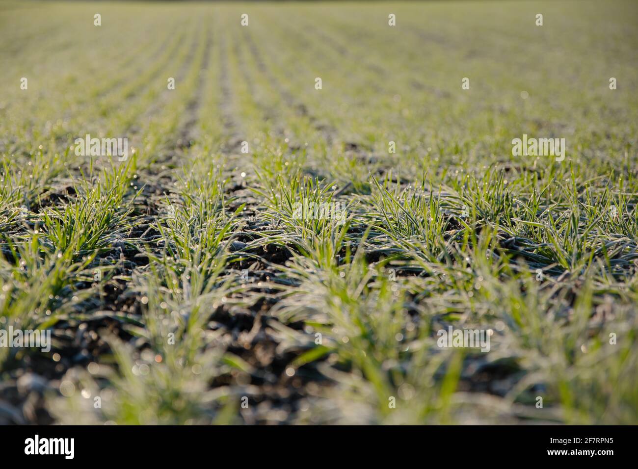 Sprig Of Wheat High Resolution Stock Photography and Images - Alamy