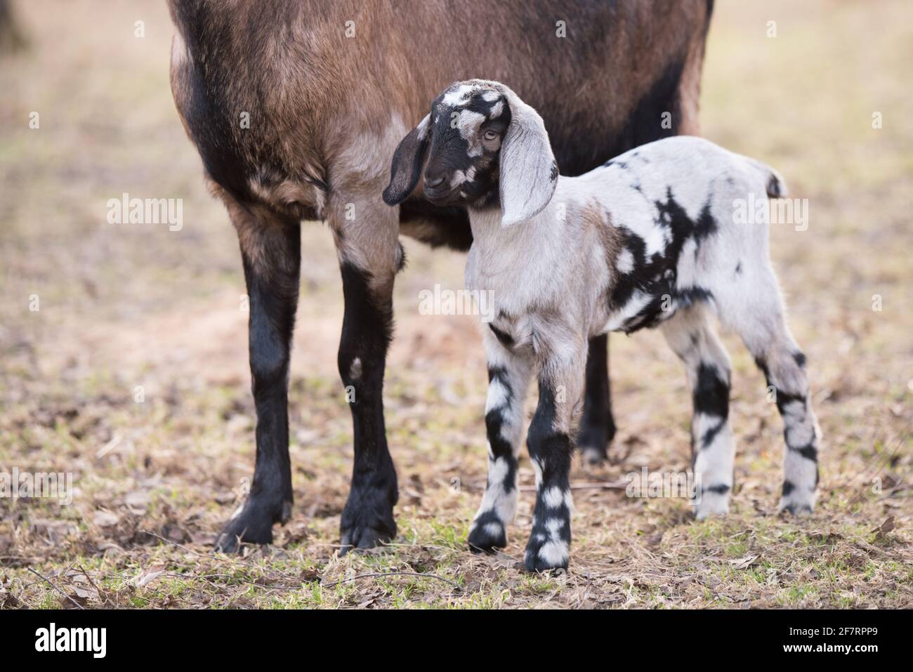 Small south african boer goat or goatling with mom, family on nature ...