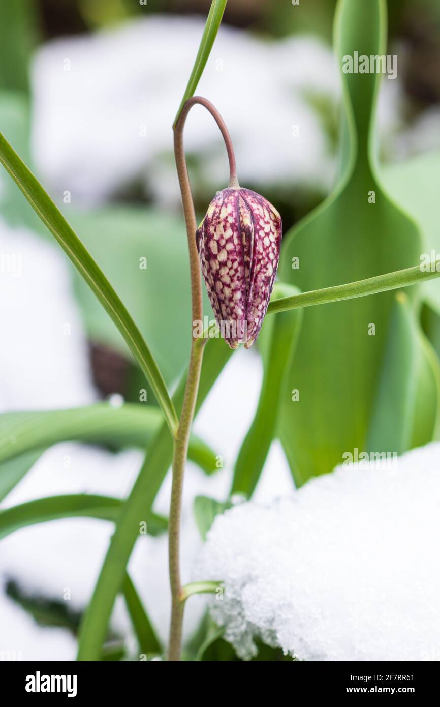 The Chess Flower High Resolution Stock Photography and Images - Alamy