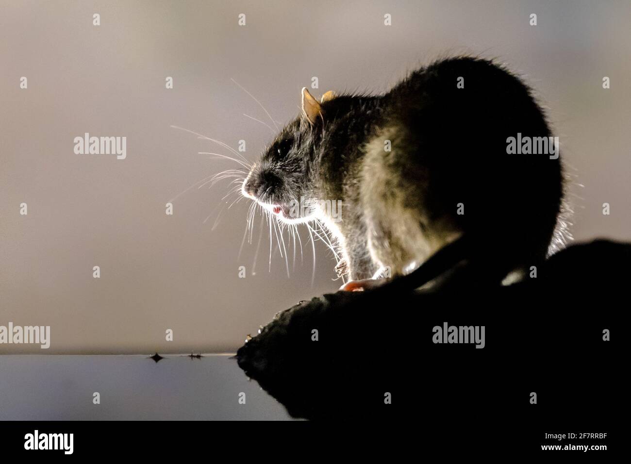 Brown rat (Rattus norvegicus) on bank at night. Netherlands. Wildlife ...