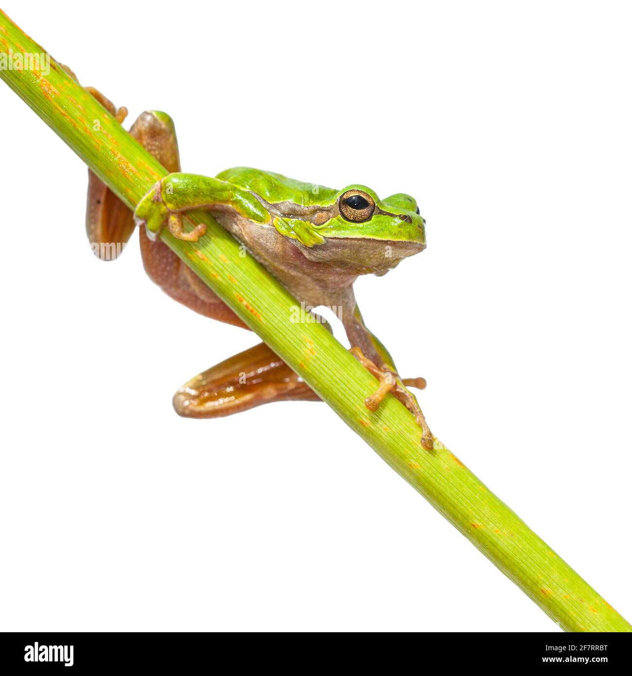 Cute Tree Frog (Hyla arborea) climbing in a very long diagonal green ...