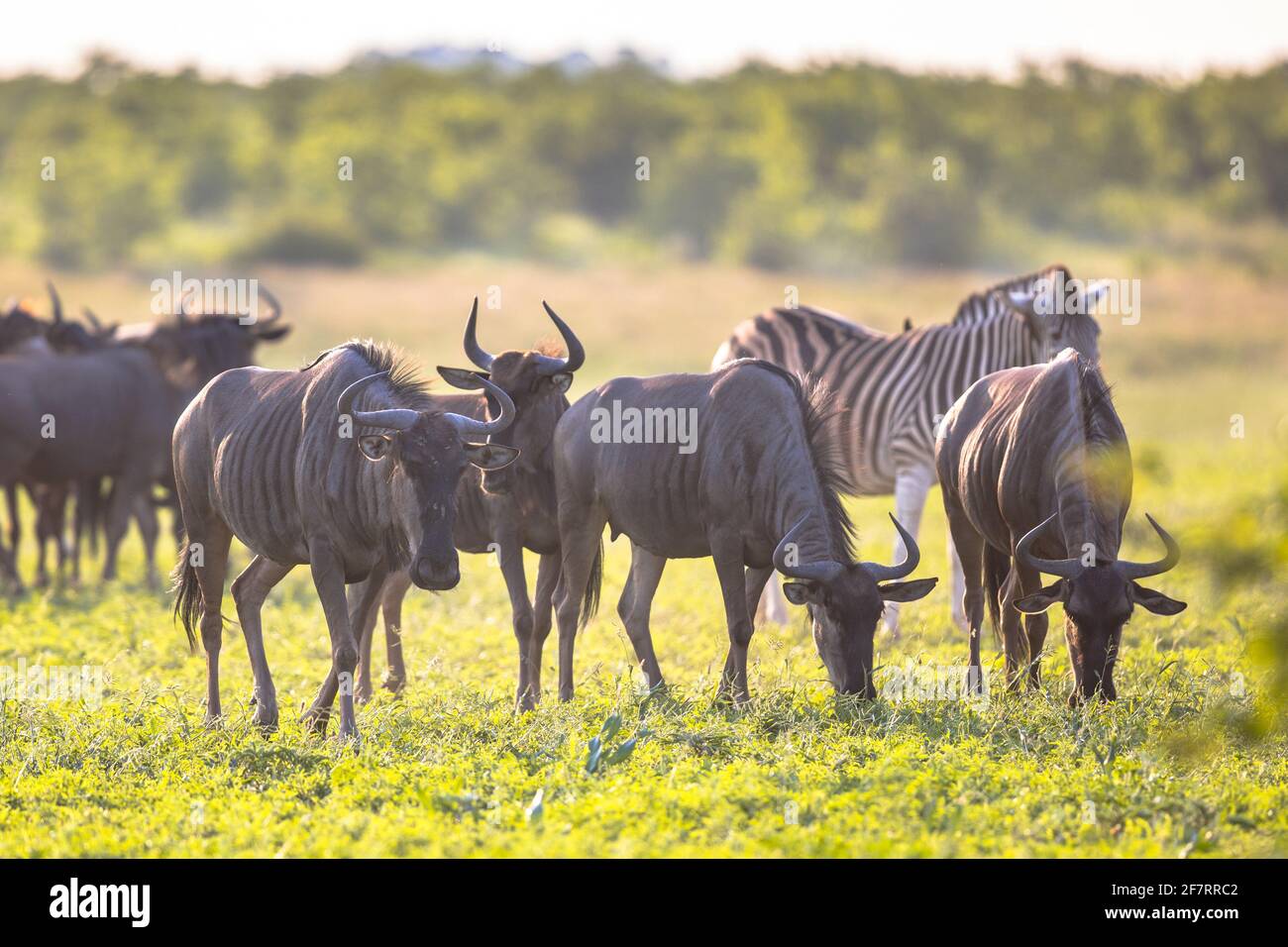Blue wildebeest eating grass hi-res stock photography and images - Alamy