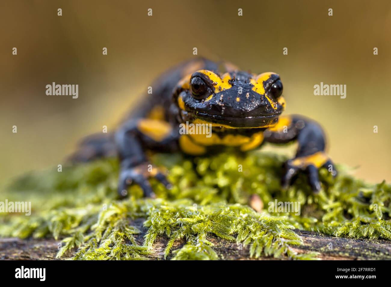 Common fire salamander salamandra salamandra hi-res stock photography ...