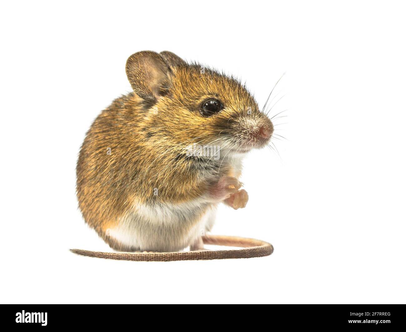 Field mouse face Cut Out Stock Images & Pictures - Alamy