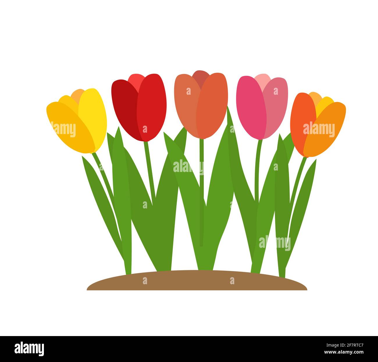 Simple Tulips Flower on white background. Vector Illustration Stock ...