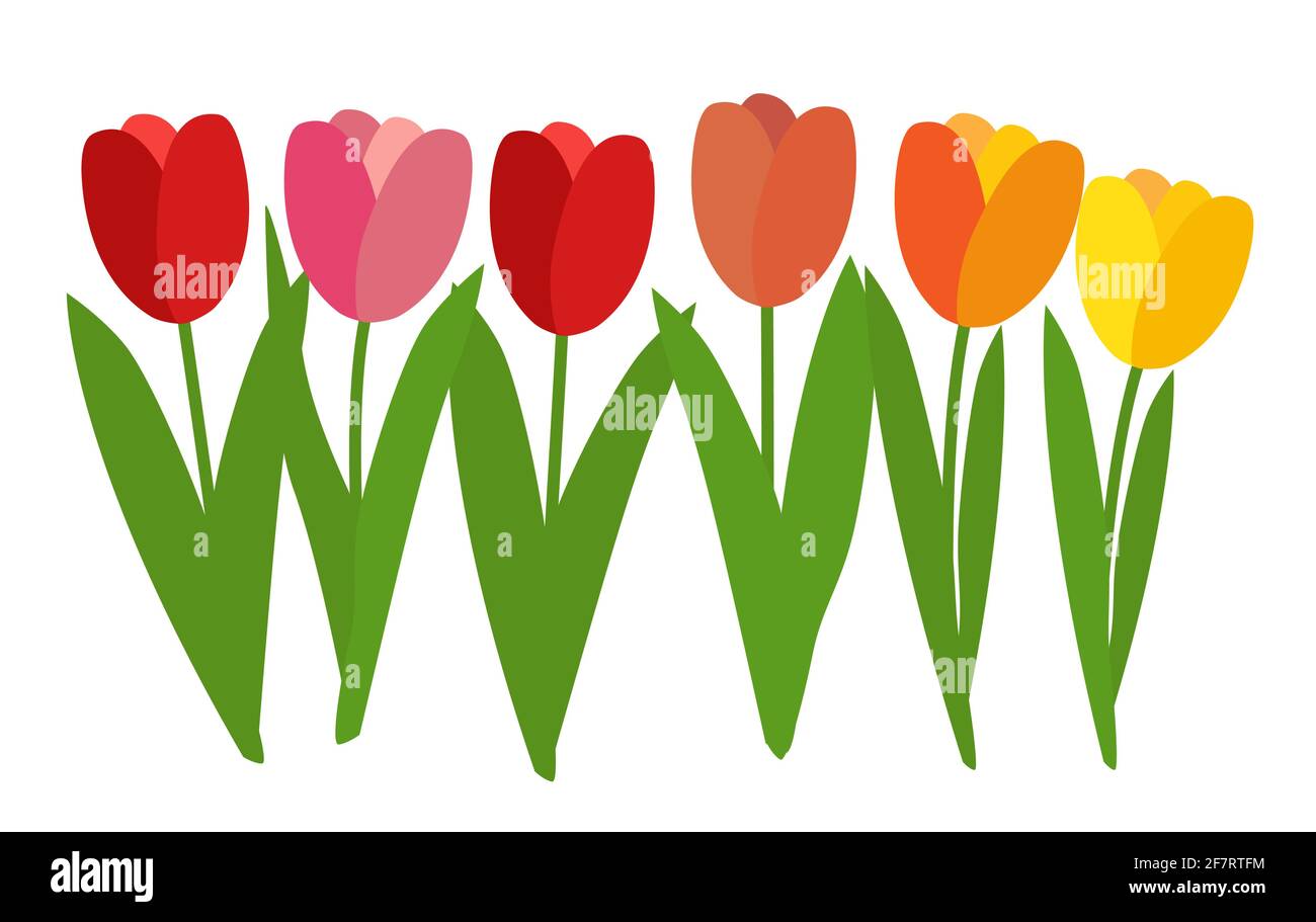 Simple Tulips Flower On White Background Vector Illustration Stock