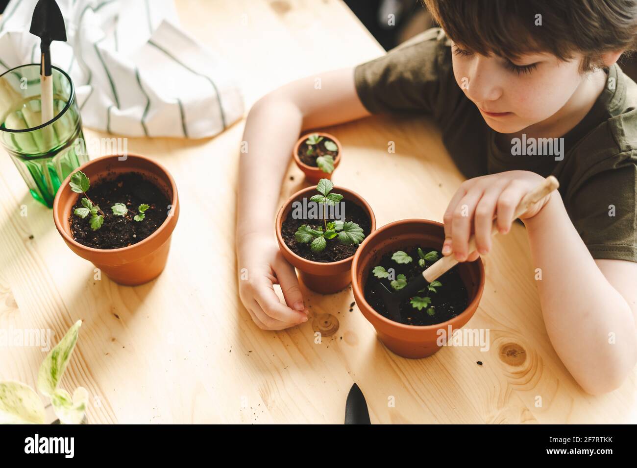 Kid planting strawberry soil hi-res stock photography and images - Alamy