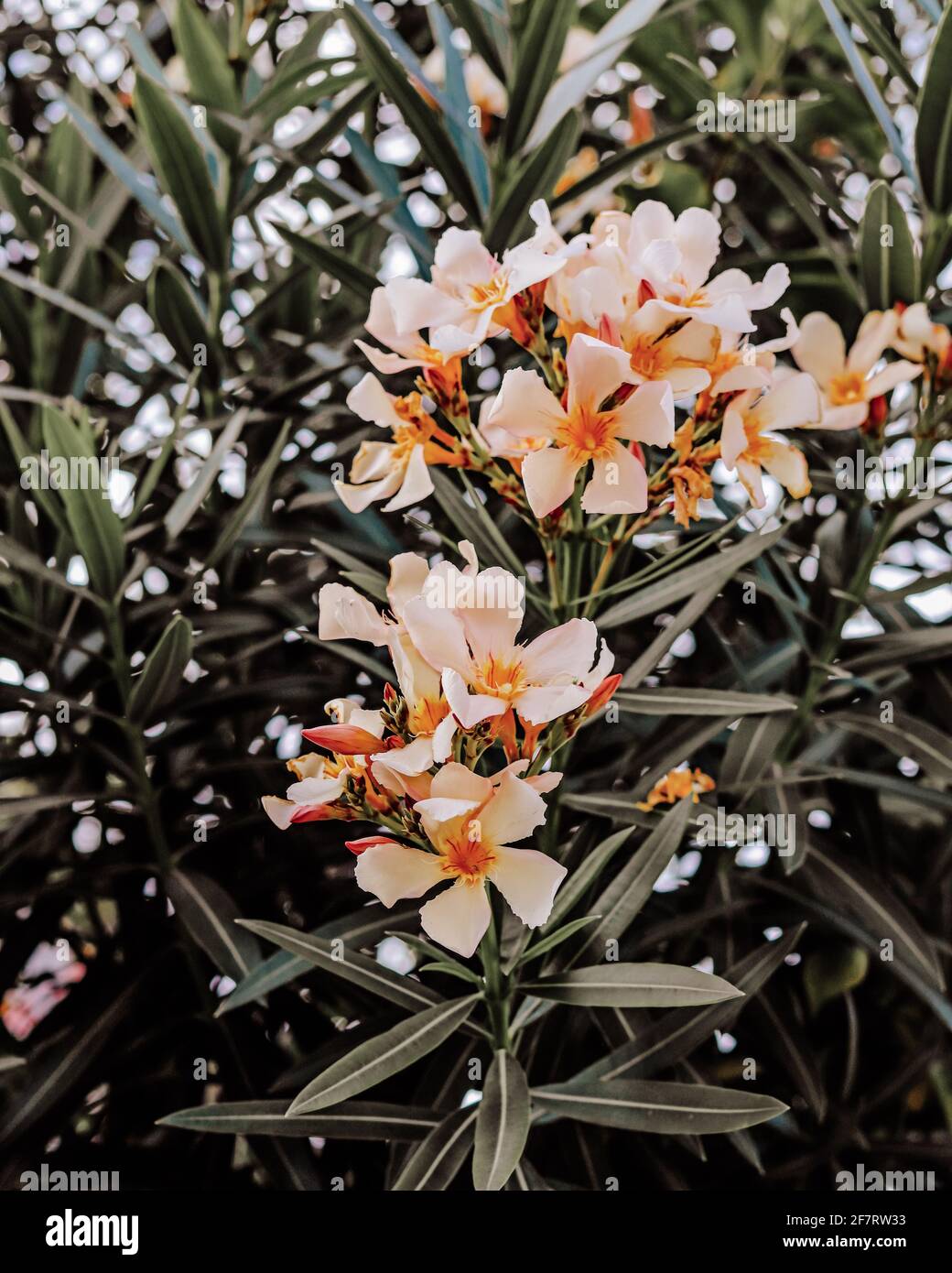 A tropical peach colored oleander in the summer light Stock Photo - Alamy