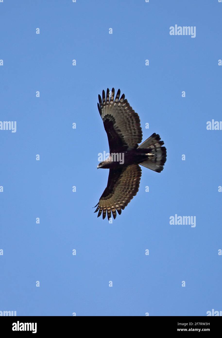 Changeable Hawk-eagle (Nisaetus cirrhatus limnaeetus) dark morph adult in flight near Tmatboey ...