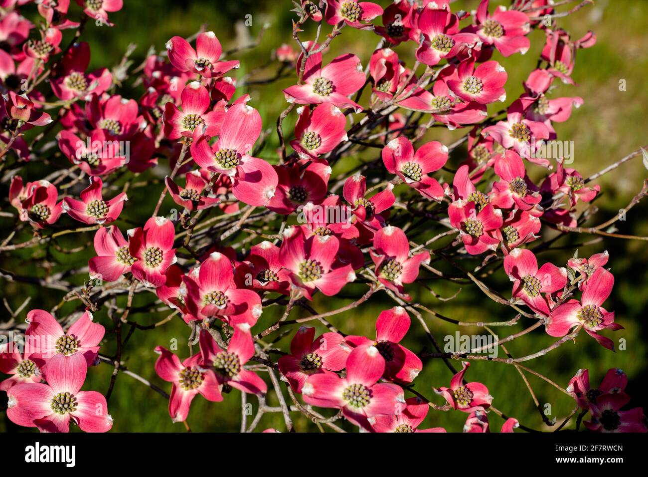 Pink flowering dogwood tree (Pink Cornus florida rubra tree) in spring ...