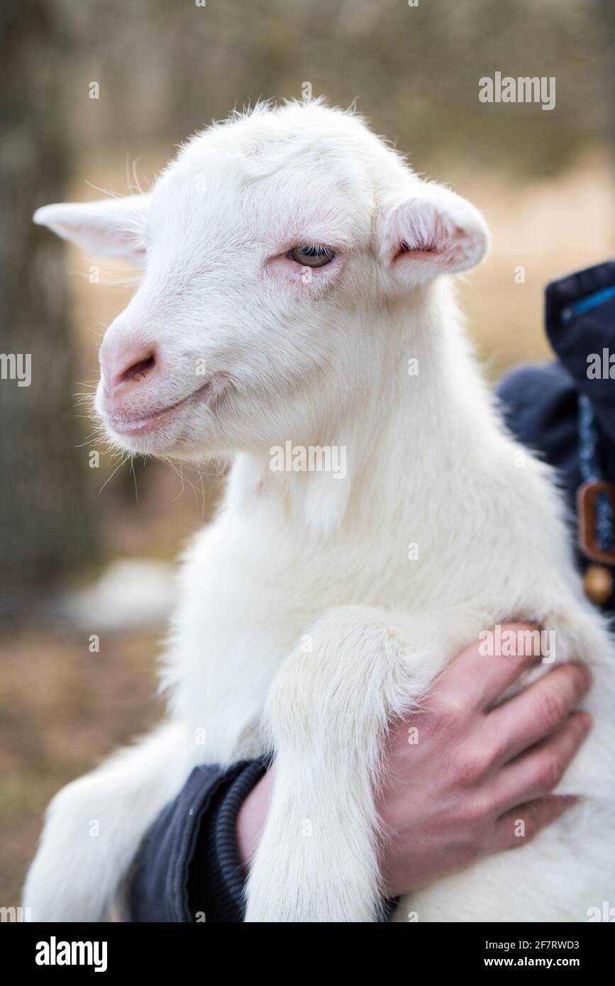 Funny goat portrait soft hi-res stock photography and images - Alamy