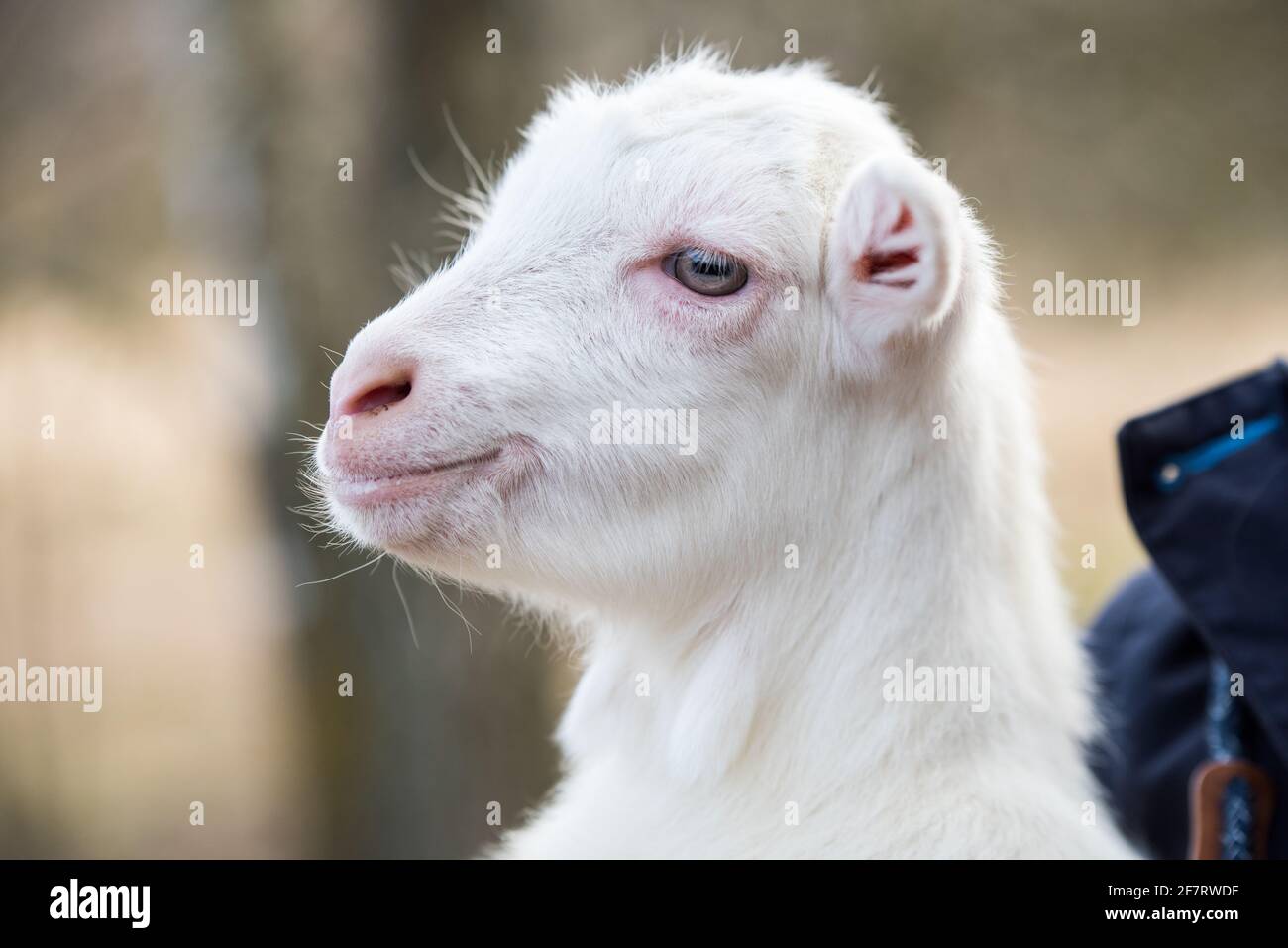 Funny goat portrait soft hi-res stock photography and images - Alamy