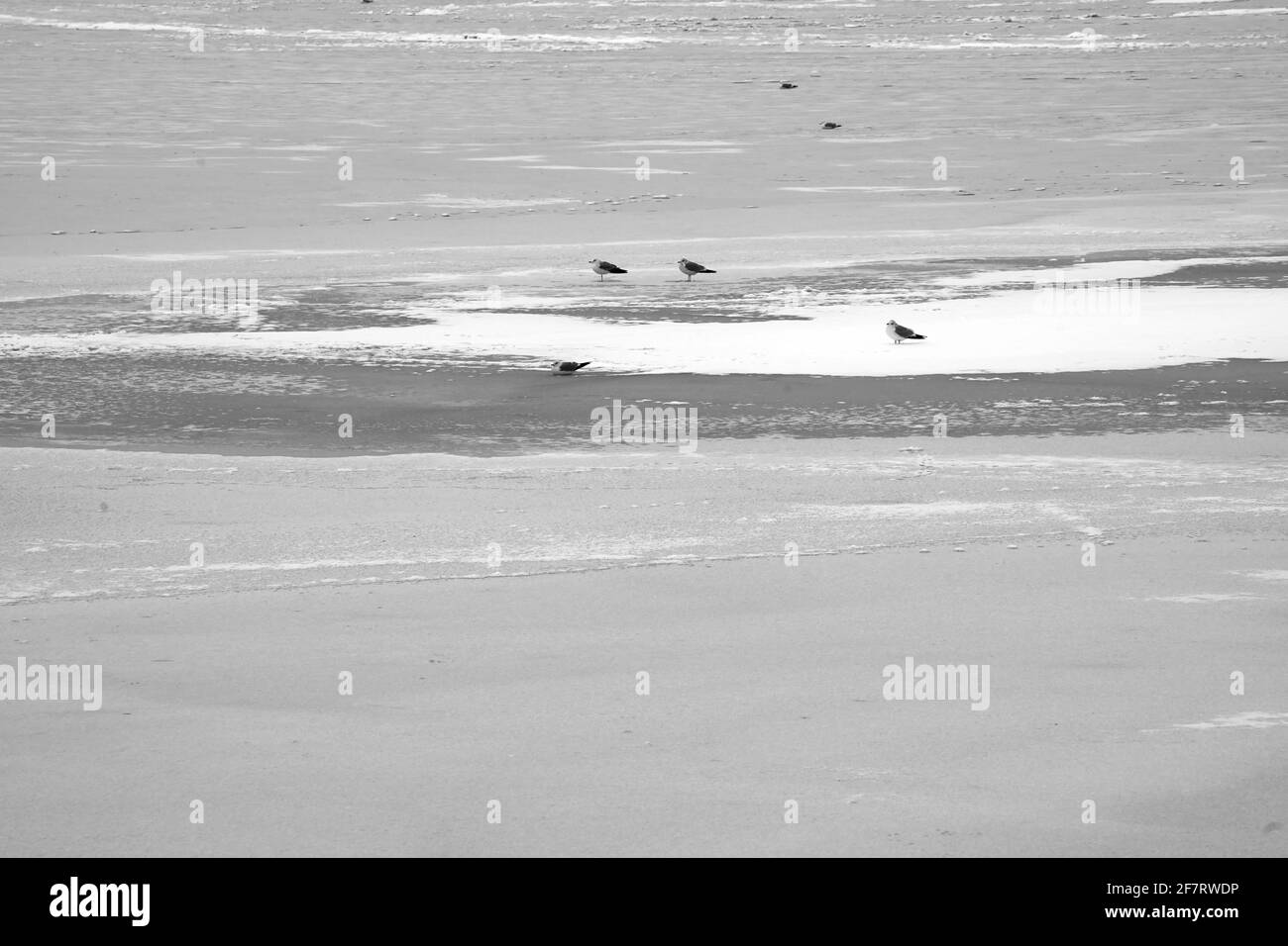 Scenic outdoor birds Black and White Stock Photos & Images - Alamy