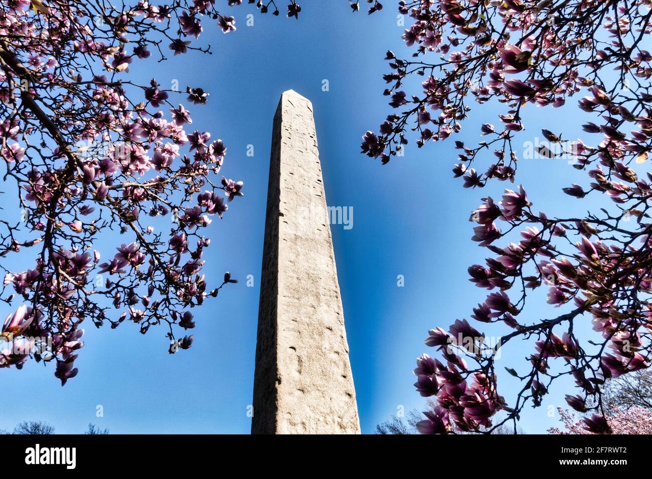 Cleopatra's Needle Obelisk is Surrounded by Magnolia Trees Blooming in ...