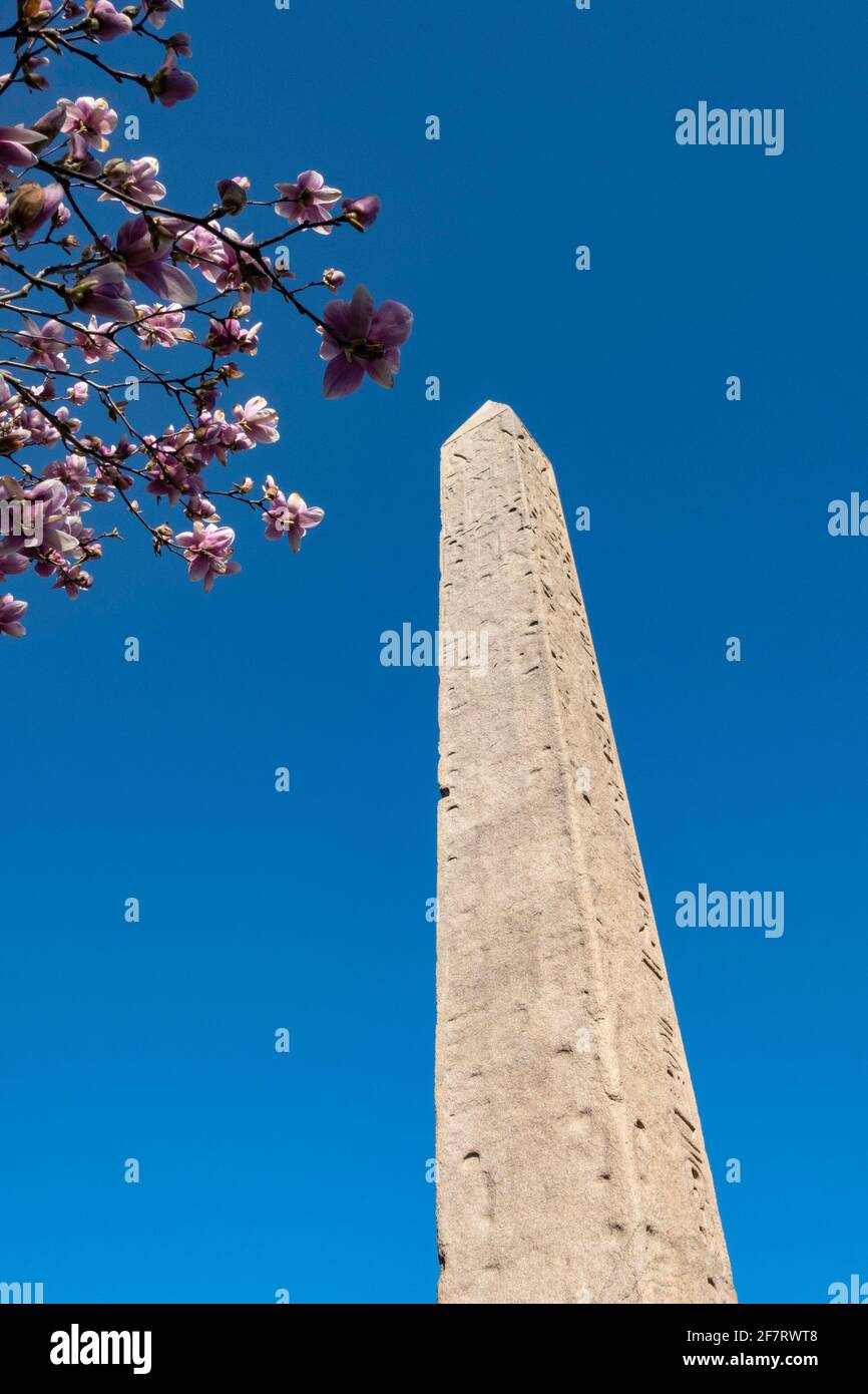 Cleopatra's Needle Obelisk is Surrounded by Magnolia Trees Blooming in ...