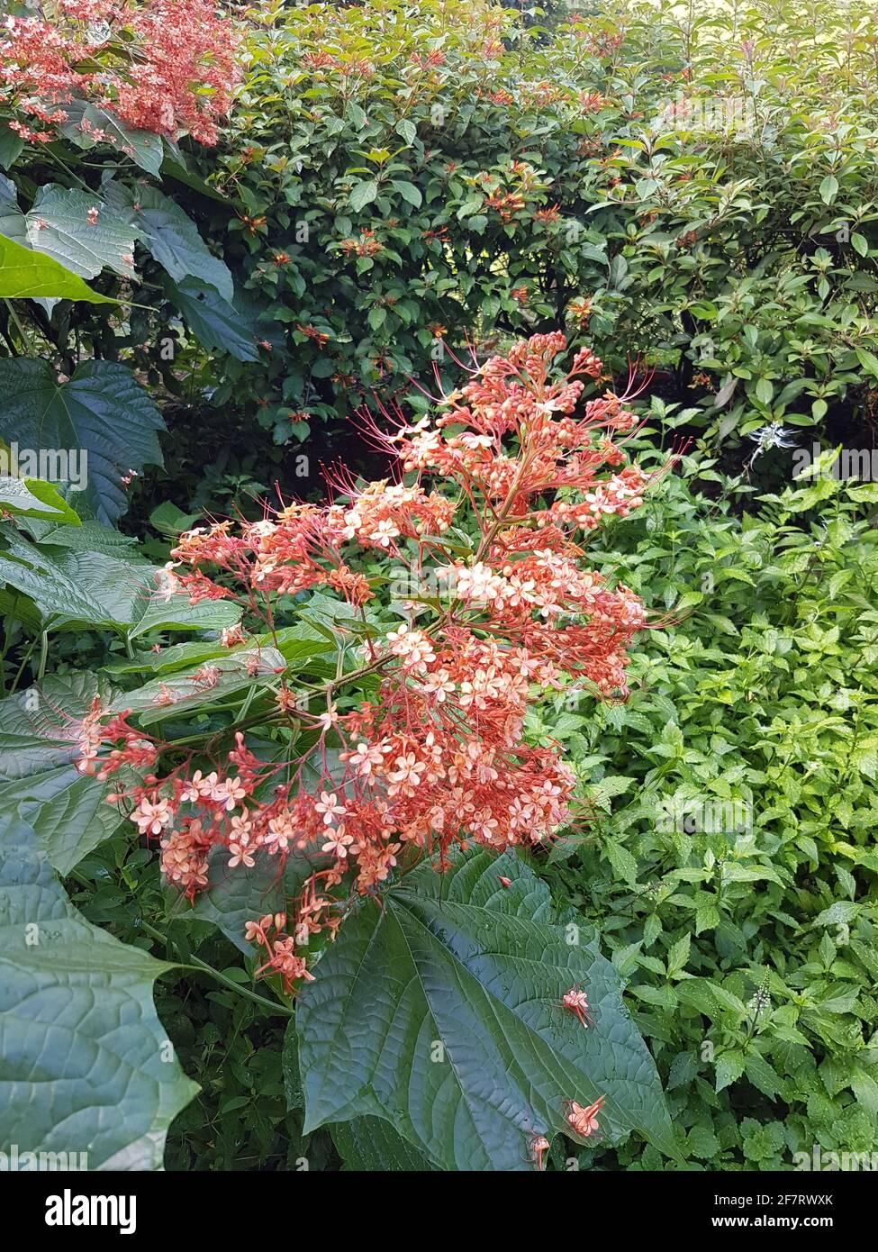 Clerodendrum paniculatum hi-res stock photography and images - Alamy