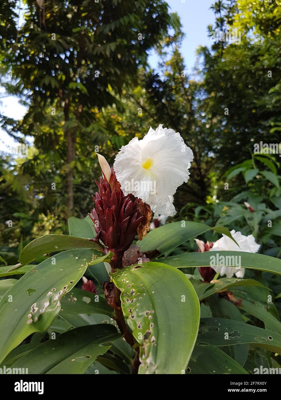 White costus flower hi-res stock photography and images - Alamy
