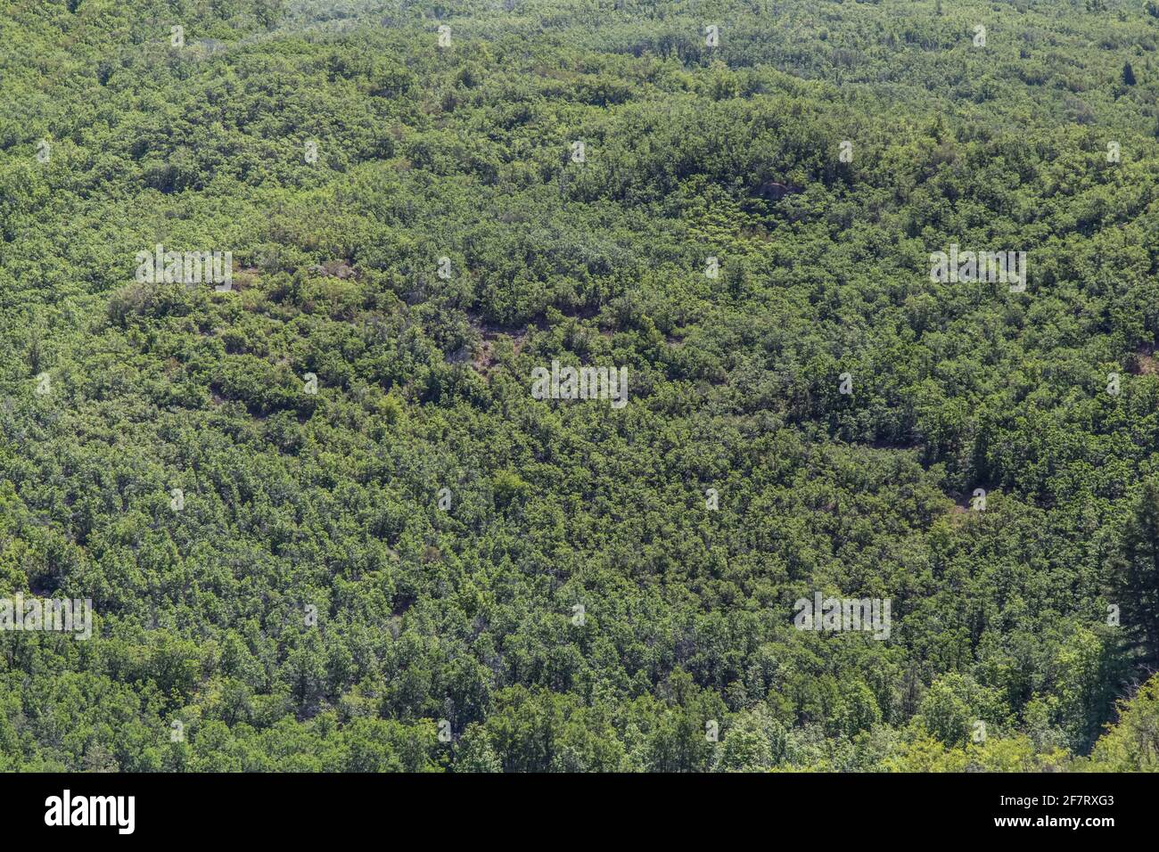 Lush green treetops hi-res stock photography and images - Alamy