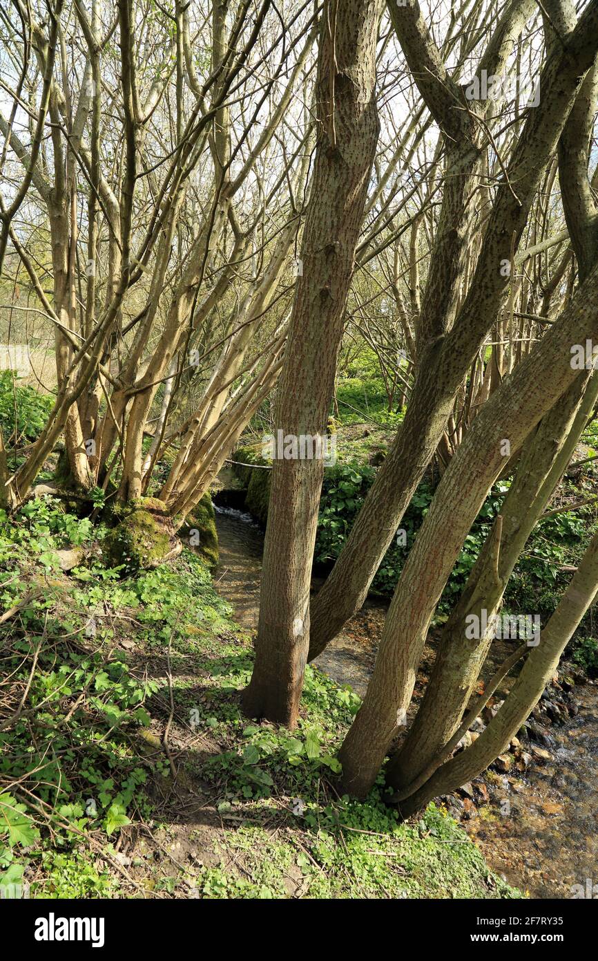 Stream and sluice surrounded by trees at Stowting, Kent, England ...