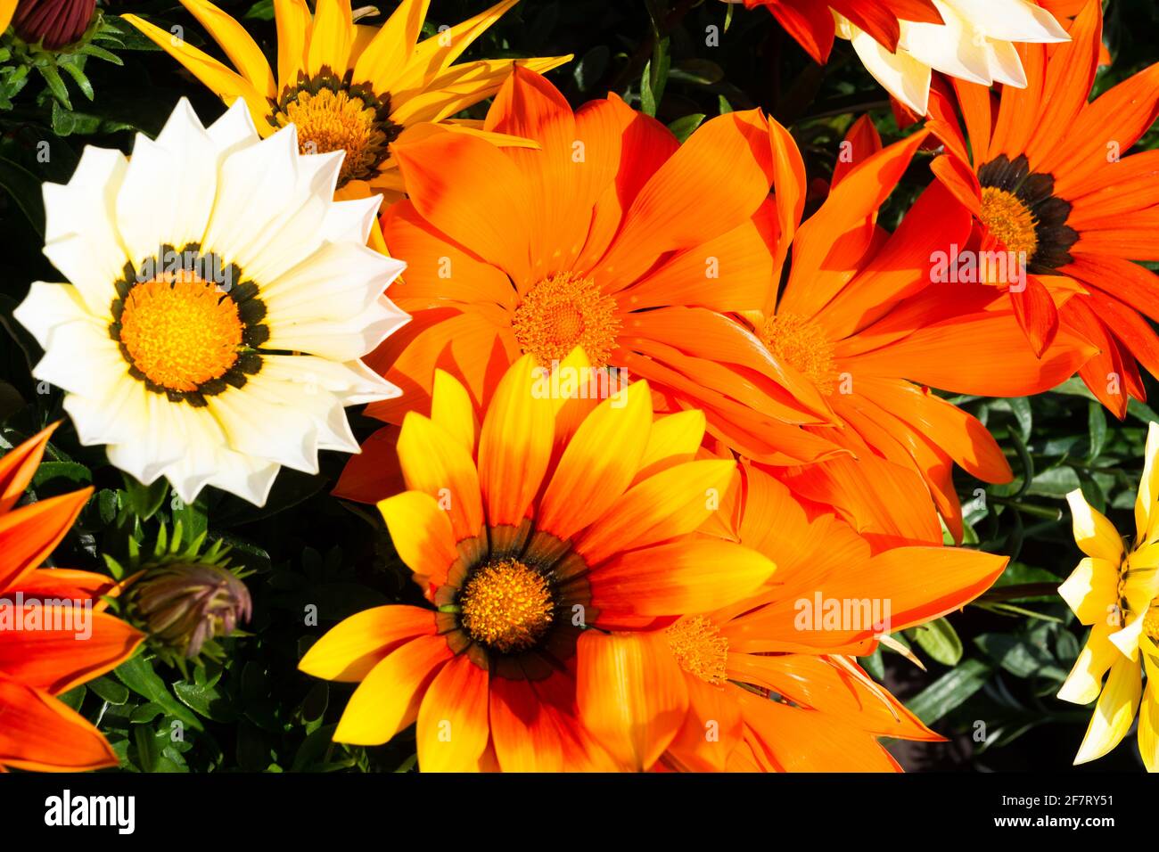 Orange yellow daisies hi-res stock photography and images - Alamy