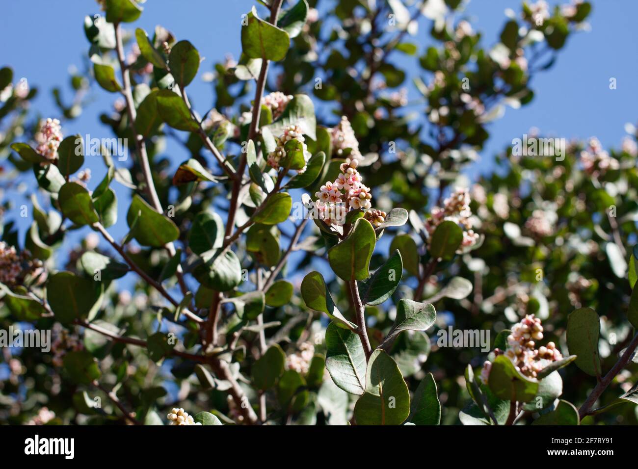Panicle bloom of Bittersweet Sumac, Rhus Integrifolia, Anacardiaceae ...