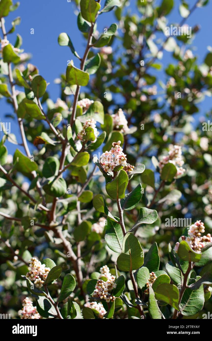 Rhus Trilobata Lemonade Berry Bush