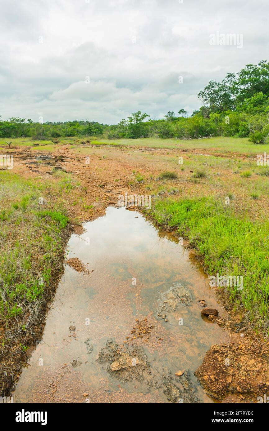 Cerrado ecosystem brazil river hi-res stock photography and images - Alamy