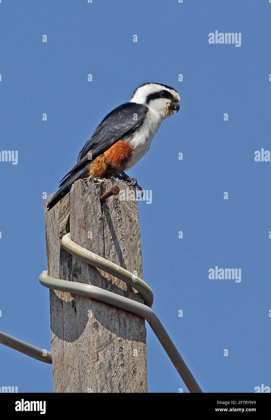Microhieras caerulescens hi-res stock photography and images - Alamy