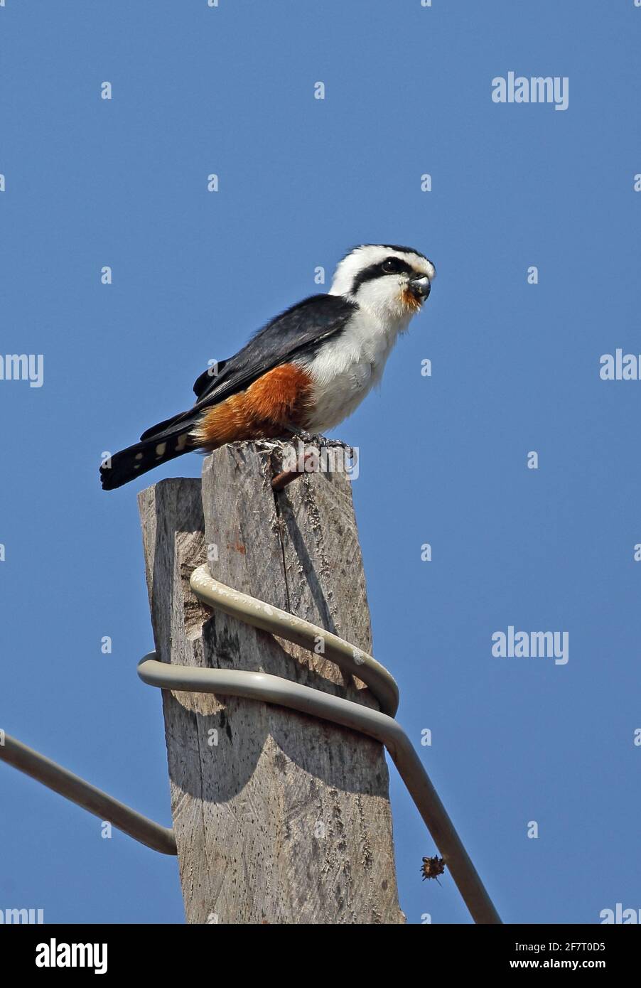 Microhieras caerulescens hi-res stock photography and images - Alamy